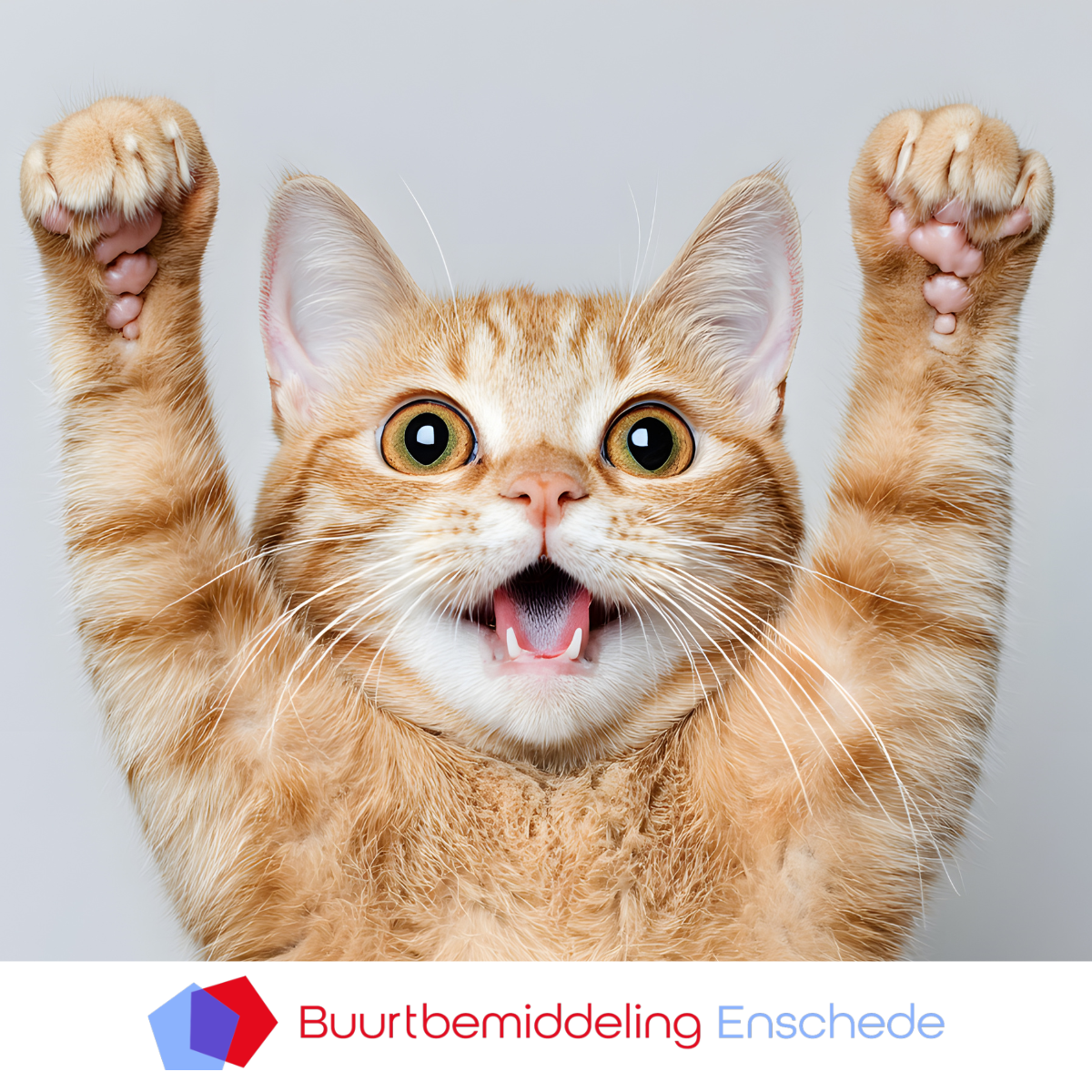 De kat van de buren en een burenconflict vol schade